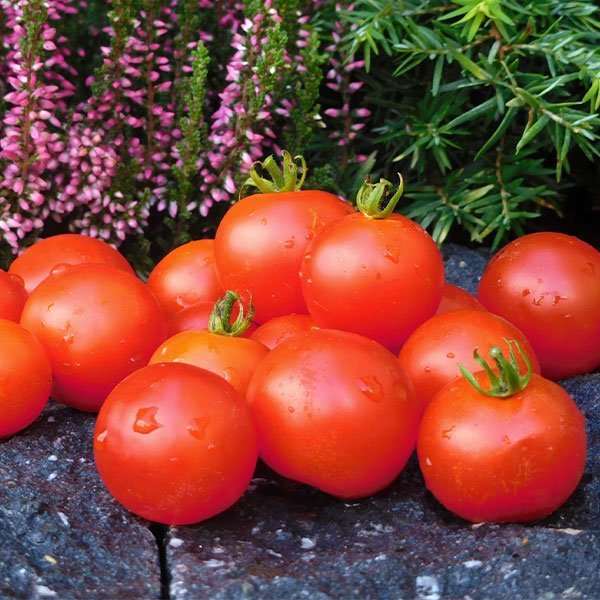 Чери домати Покуса