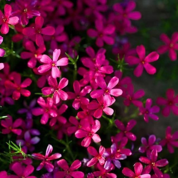 Аубриета Кралско червено