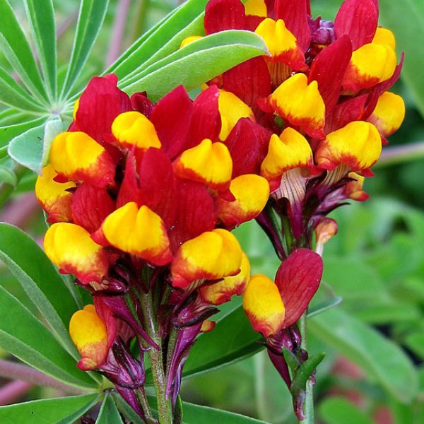 Линария ретикулата Луличка