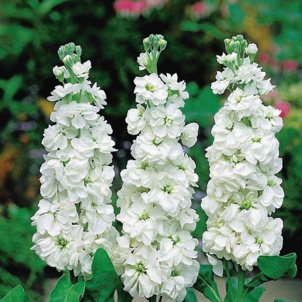 Матиола Инкана Джудже Бяло