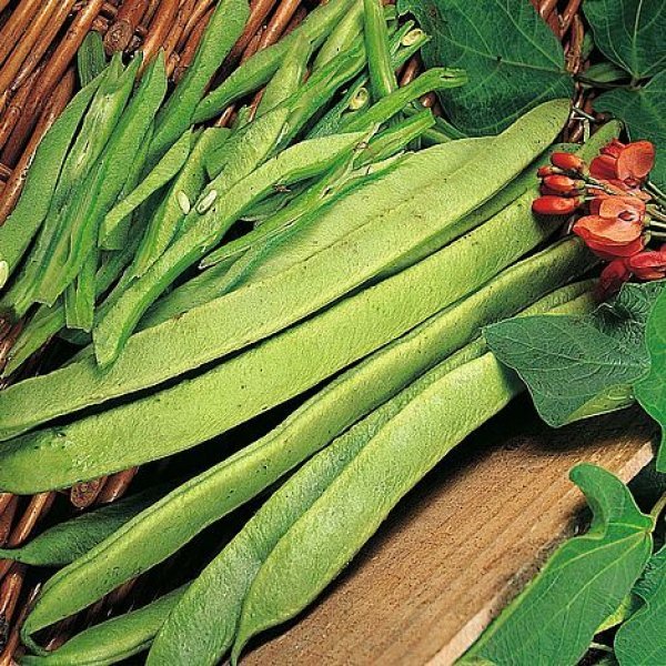 Червен Боб Постижение