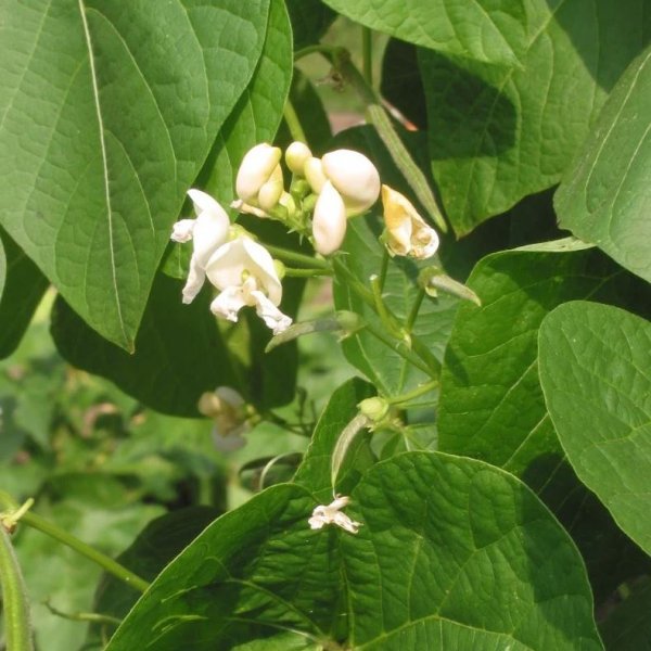 Червен Боб Емерго