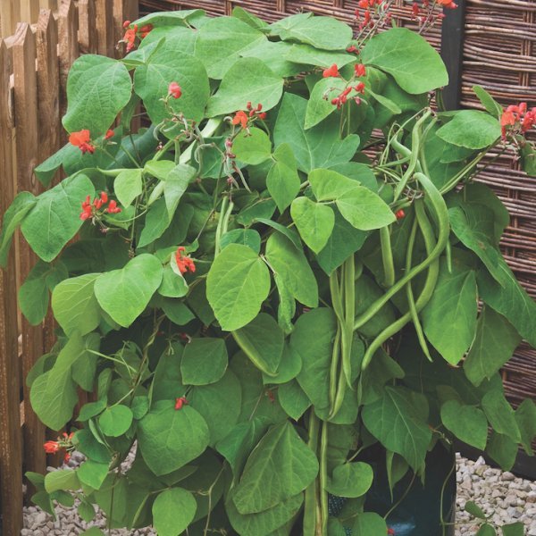 Червен Боб Хестия